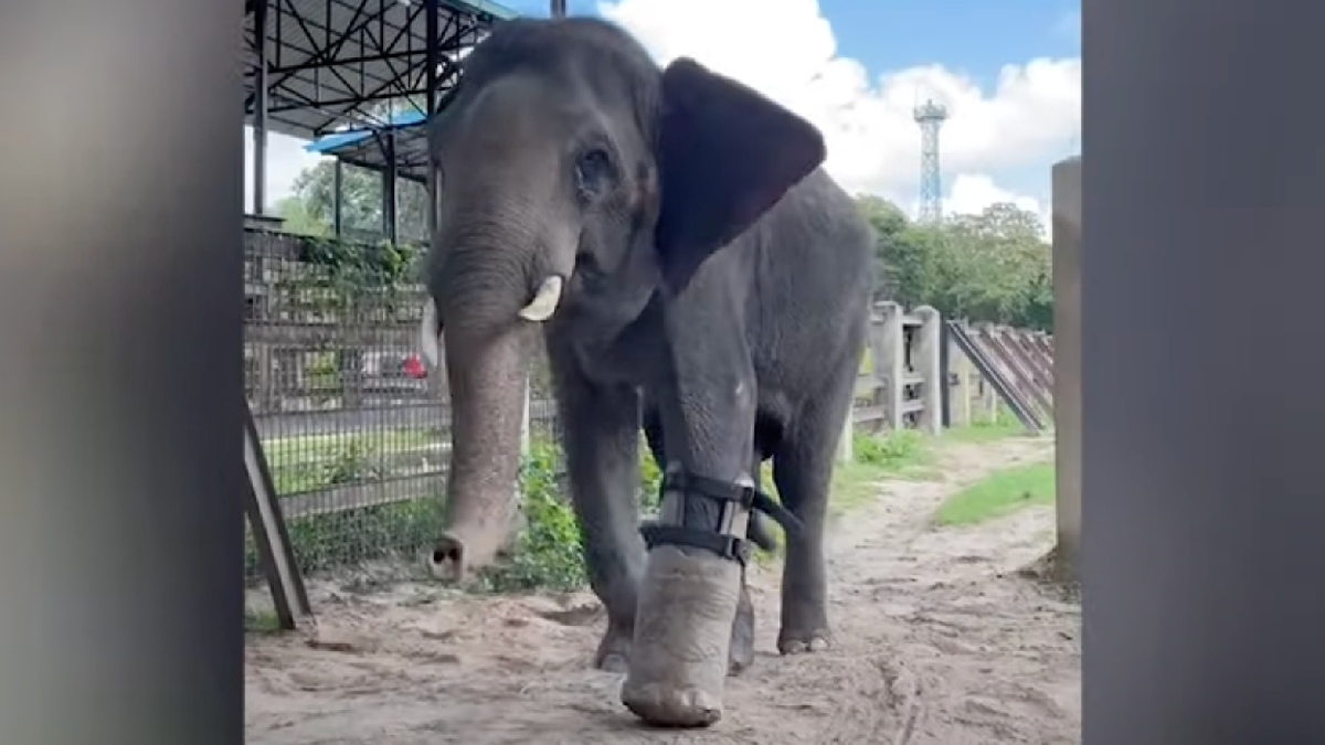 Elephant Miraculously Walks Again With Giant Prosthetic Foot - Weird ...