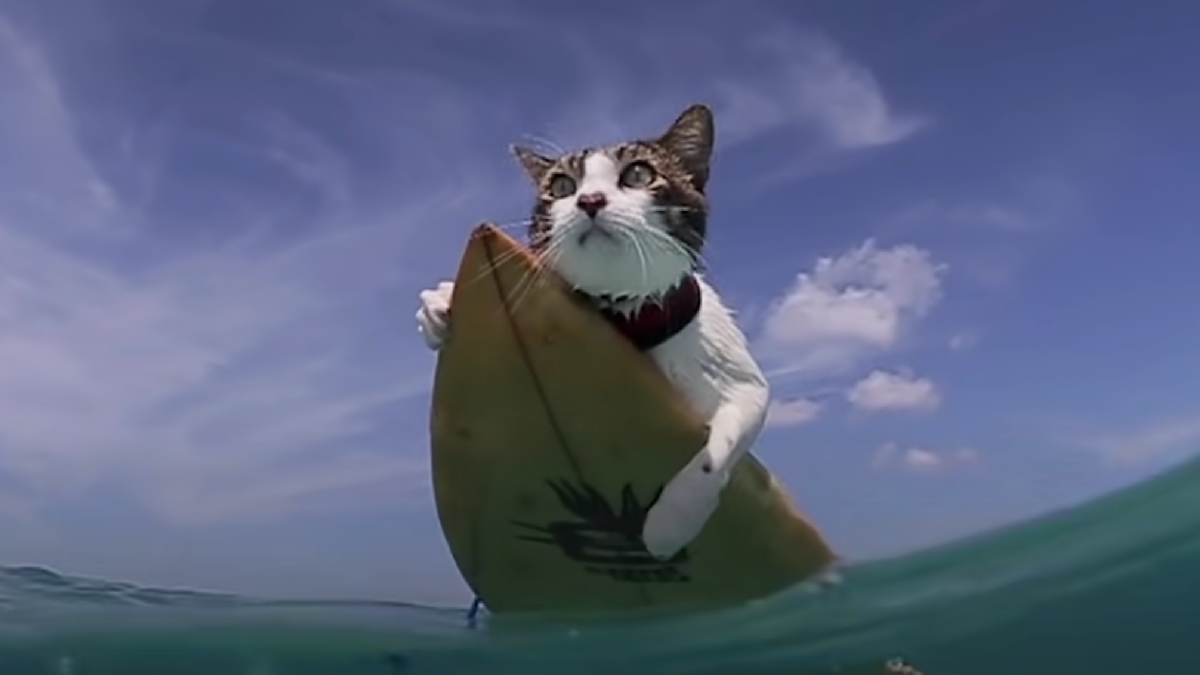 Surfing Cat Loves Riding the Waves in Hawaii — Hang 18! - Weird Animal News