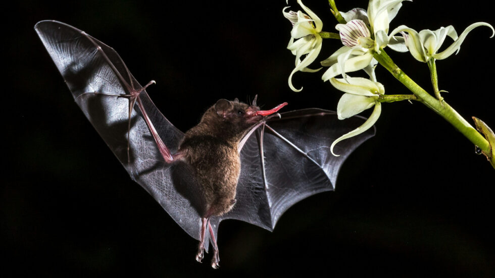 Thriving at Night With Nocturnal Animals: How They See and Survive in ...