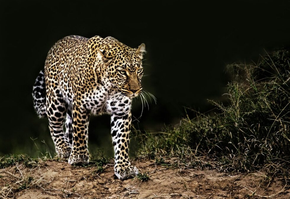 Thriving at Night With Nocturnal Animals: How They See and Survive in ...