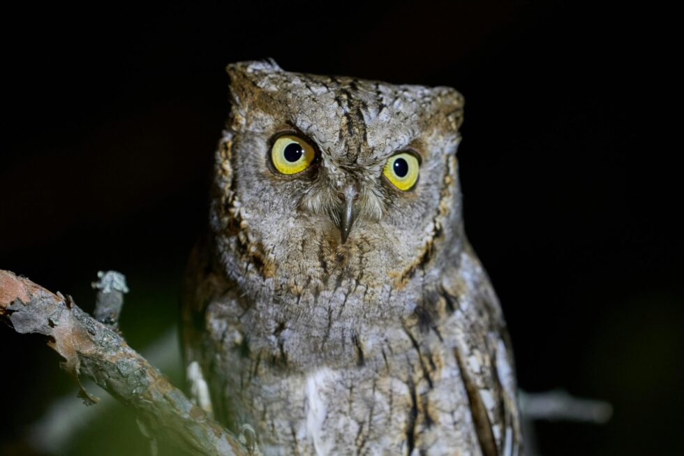 Thriving at Night With Nocturnal Animals: How They See and Survive in ...