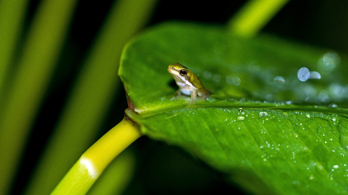 How Animals Behave Differently in the Rain: Nature's Wet Symphony ...